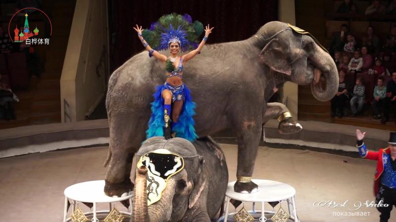 杂技团的压轴节目!俄罗斯姑娘和大象的表演