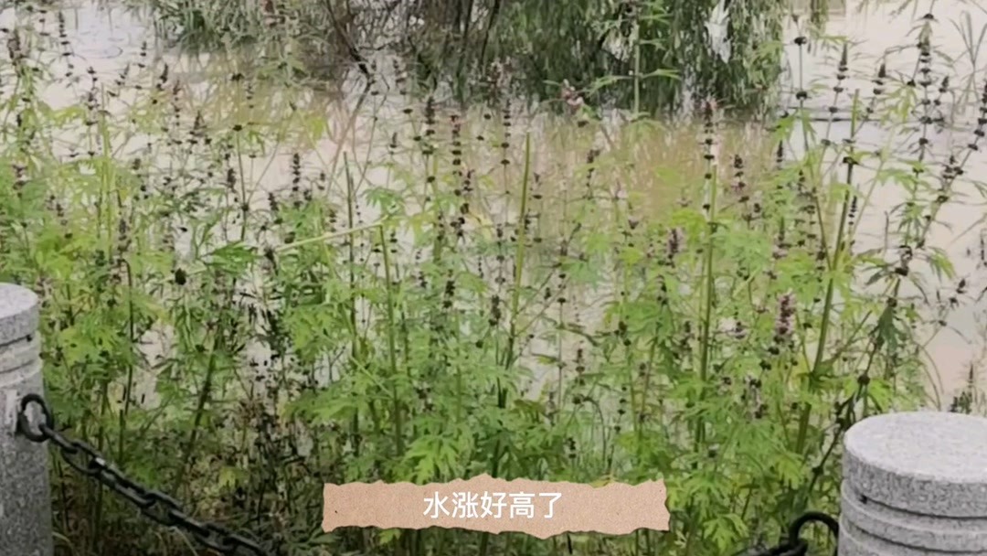 接连不断的雨水…