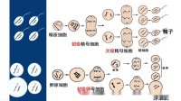 减数分裂和受精作用(复习课).mp4