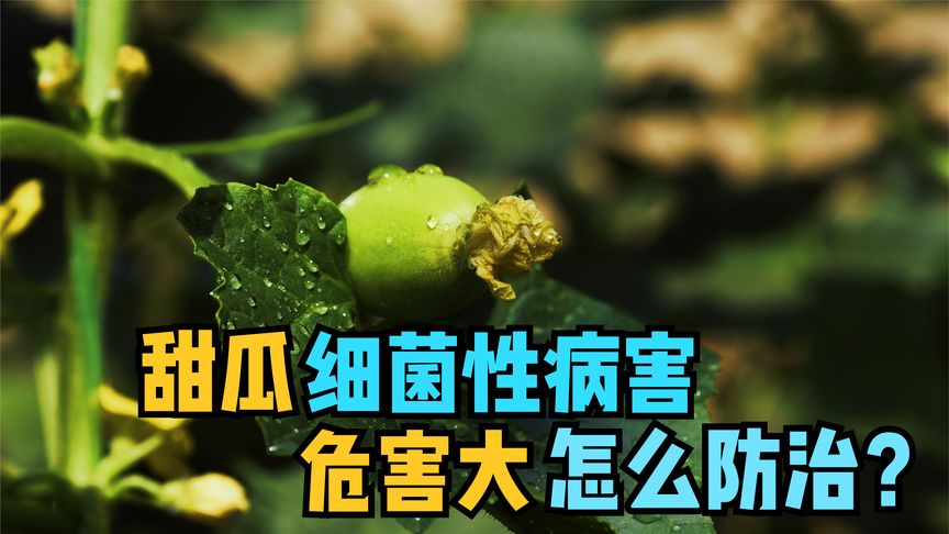甜瓜细菌性病害危害大,影响产量,用这个方案种好甜瓜不愁!
