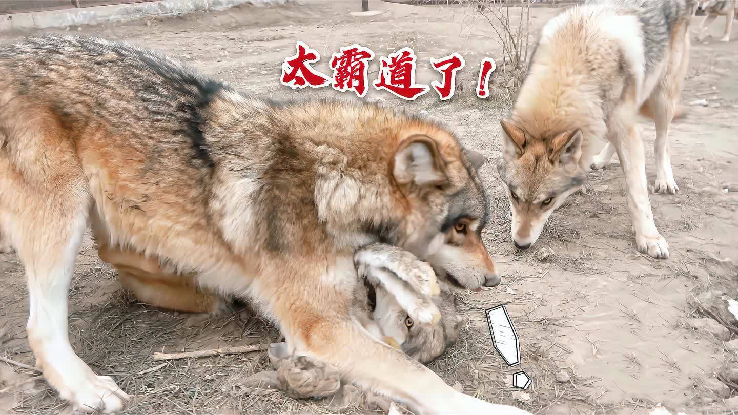 狼王在狼群横行霸道,部下怕到被狼王吓出了狗叫声,这狼得多怂?