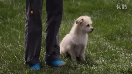 训犬视频教程-小狗怎么训练上厕所