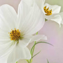 爱吃火锅の土豆 