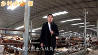 乡村小牛郎:养肉牛行业的两面性,你们知道是那两面性吗?