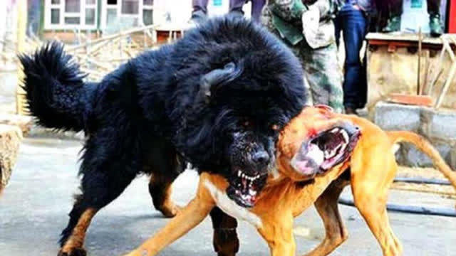 当美国恶霸犬遇到中国藏獒,谁更厉害呢?果然还是它最霸气