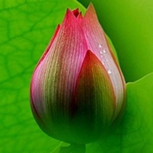 莲花蜜藕 