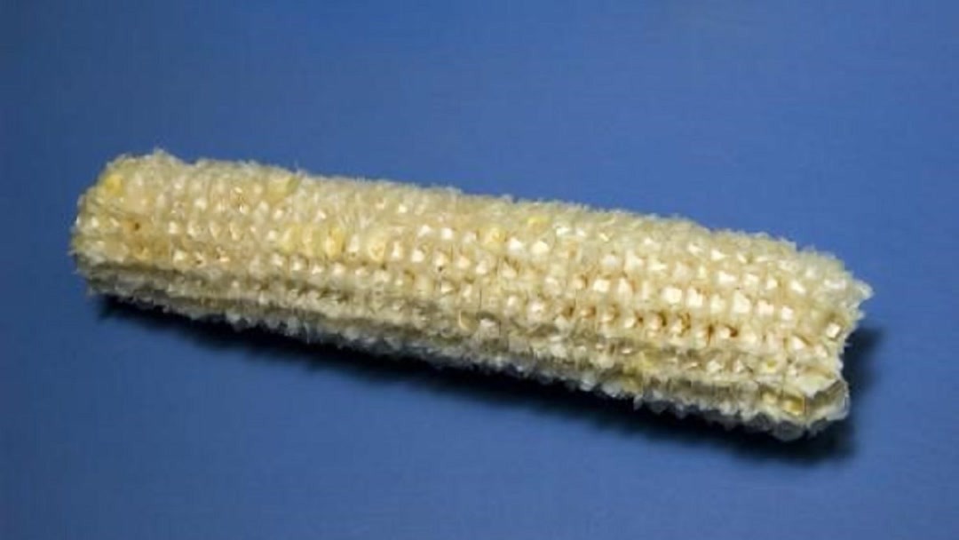   玉米芯留下,厉害用途大多人不晓得,学会可省好多钱,看看吧