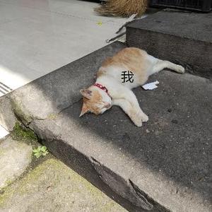 姜葱蒜不要 