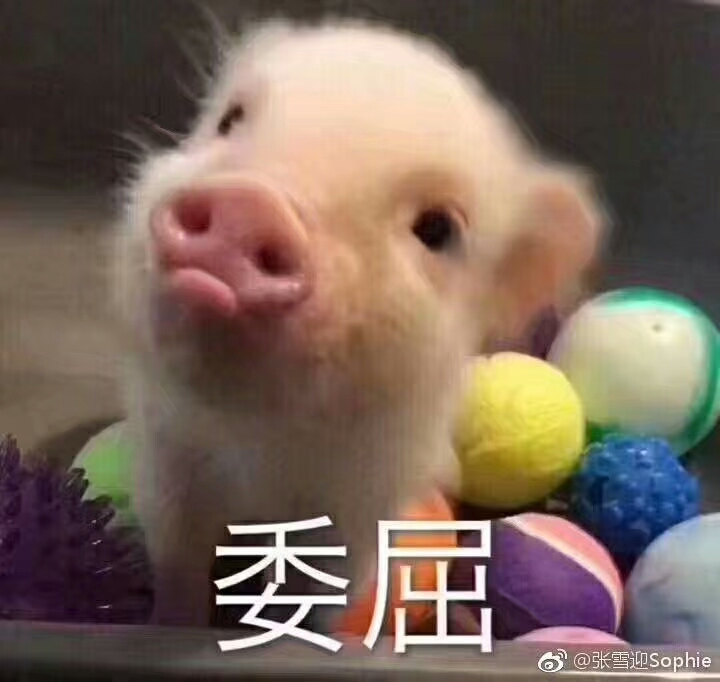 猫九娱乐事 
