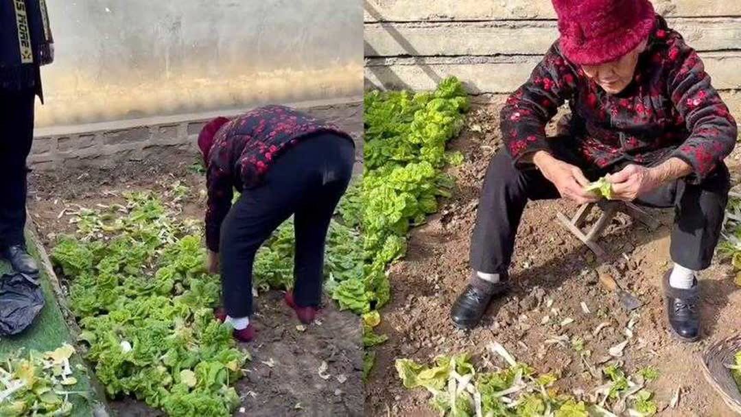 97岁奶奶过年忙给亲戚摘菜塞红包,走后却捡起剩叶,心酸又暖心