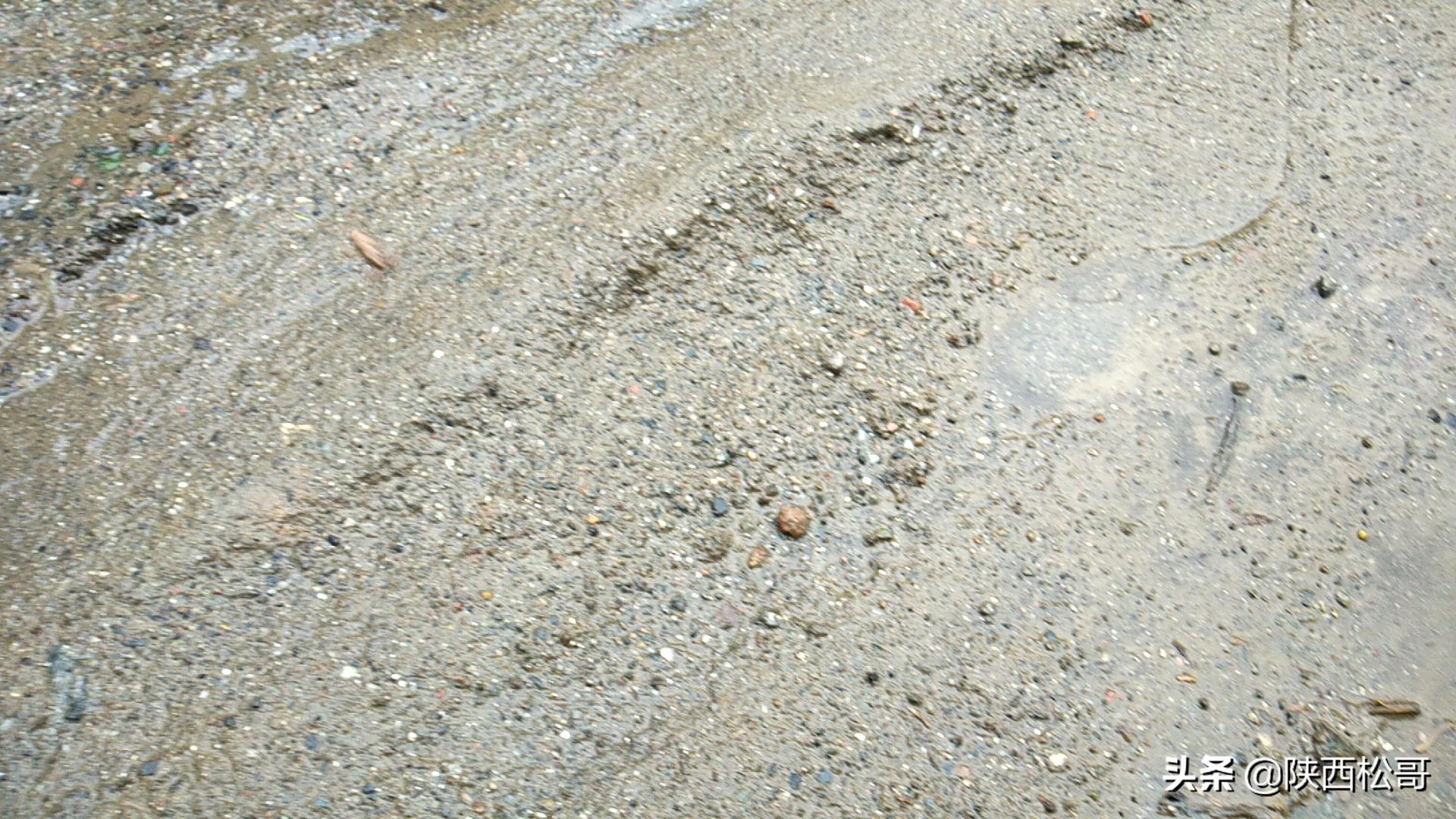 下雨天,小动物也出动了