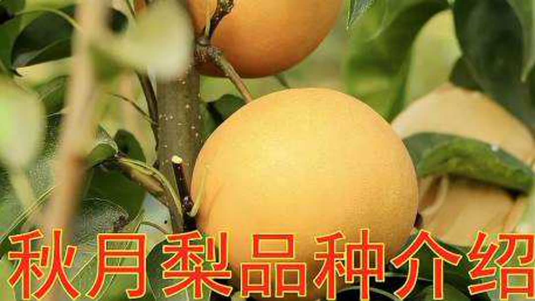 秋月梨品种特点以及种植介绍