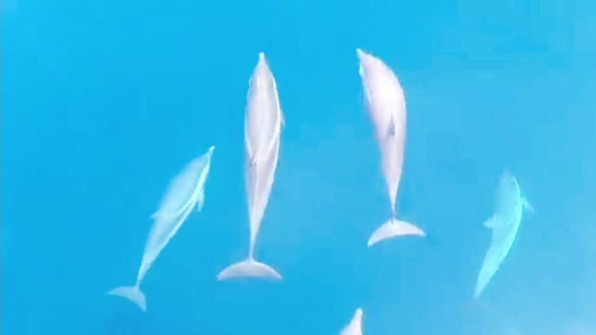 走进大海看海豚#海底一万米#