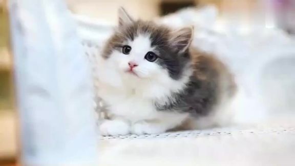 毛绒绒的小猫咪,快被它萌翻了