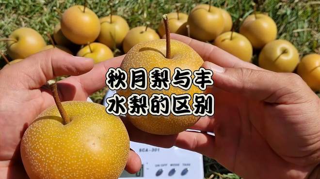 秋月梨和丰水梨区别,很多人都认为是同一种梨