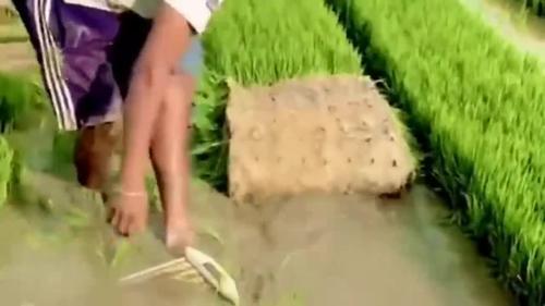 印度人是不是有强迫症,种植水稻植物时,都喜欢把它种植成方块