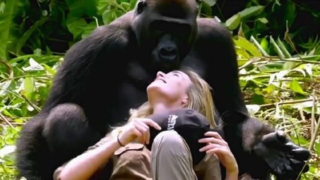 艾滋病起源于猩猩,可如何会传播给人类呢?看完头皮发麻