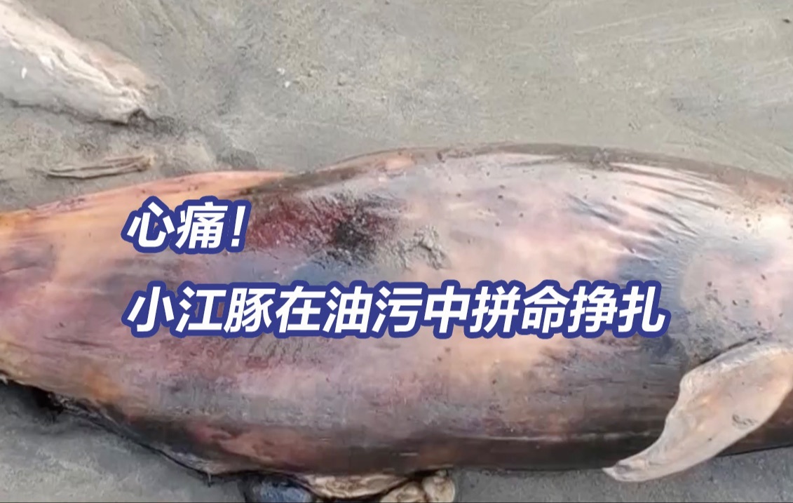 剥皮毁林、油污湖面,中央生态环保督察通报一批典型案例