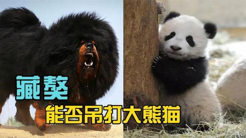 东方神犬藏獒,能否吊打墨镜仔大熊猫,谁才是真王者?
