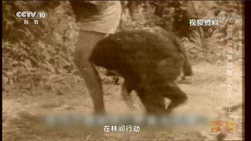 《读书》 20181223 珍·古道尔 《大地的窗口》 重新定义黑猩猩的...