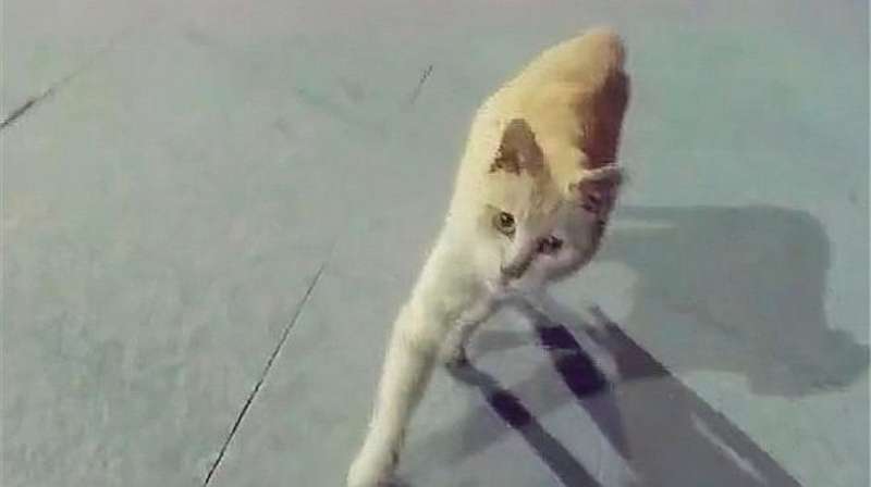 跟了我一路的流浪猫,我准备带回家了,善待动物,给它们一个家!