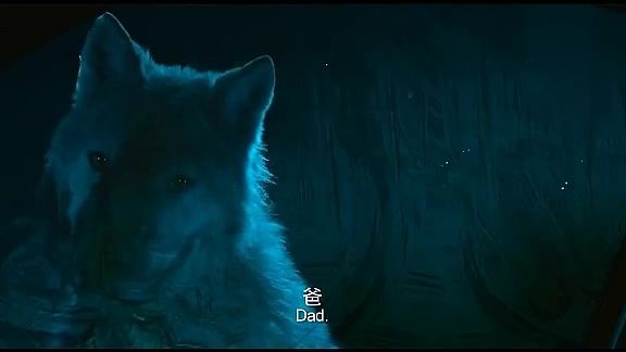 主人被狼群围攻,雪狼犬火速集结群狗将狼咬死!