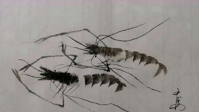 国画写意水墨两兄弟虾技法,用笔细腻,一笔一画,活灵活现