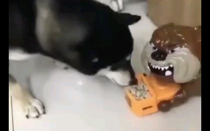 狗:我不是人,但你是真的狗