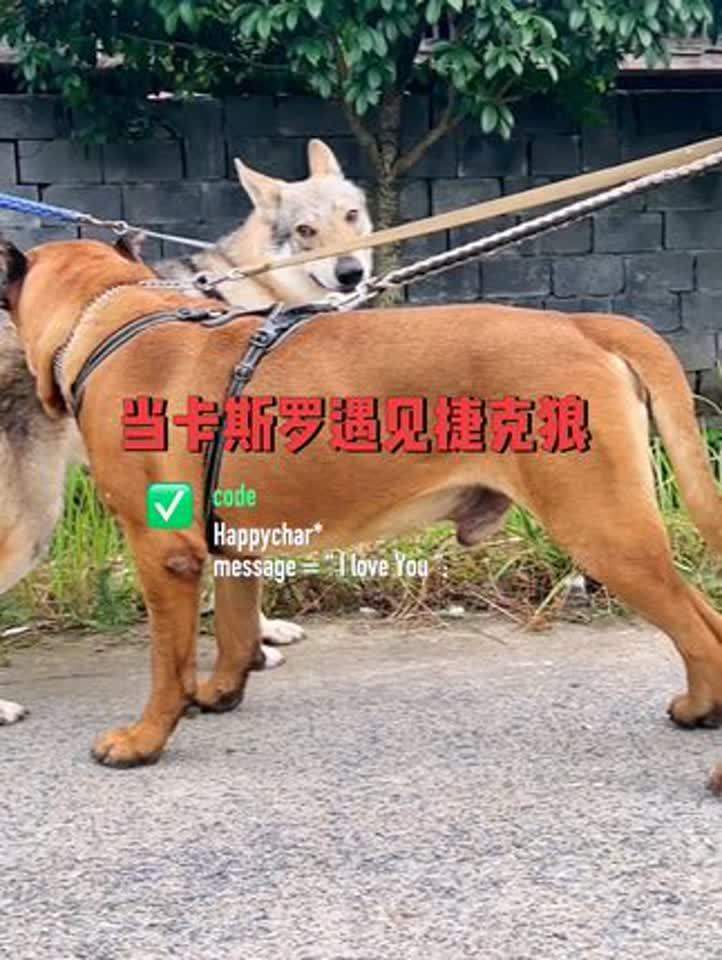 #卡斯罗 #适合家养的大型犬品种推荐 #萌宠出道计划 -都是我的宝贝...