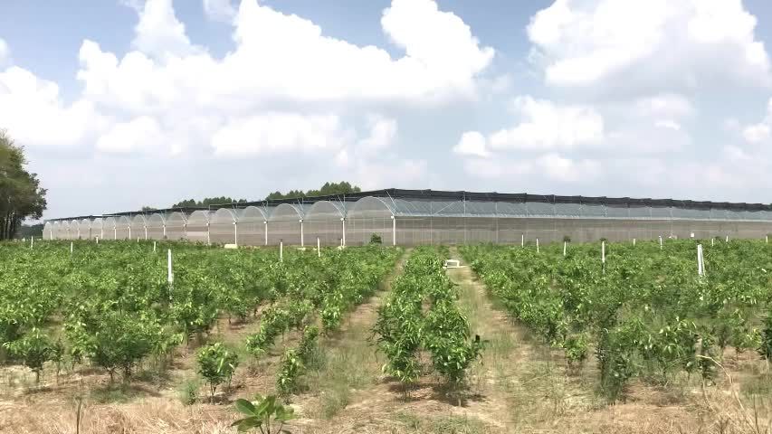 廉江现代农业产业化标准化发展