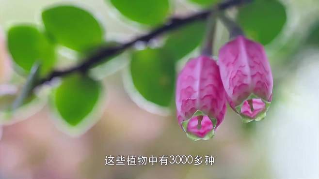 中国已被认知的植物有三万五千种?园林植物就有三千多种