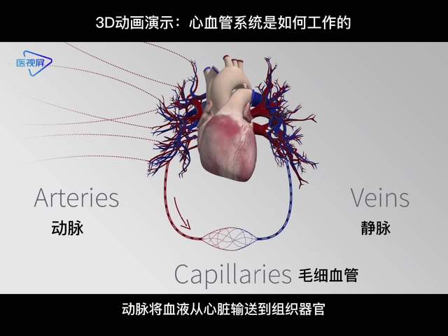 3D动画演示:心血管系统是如何工作的
