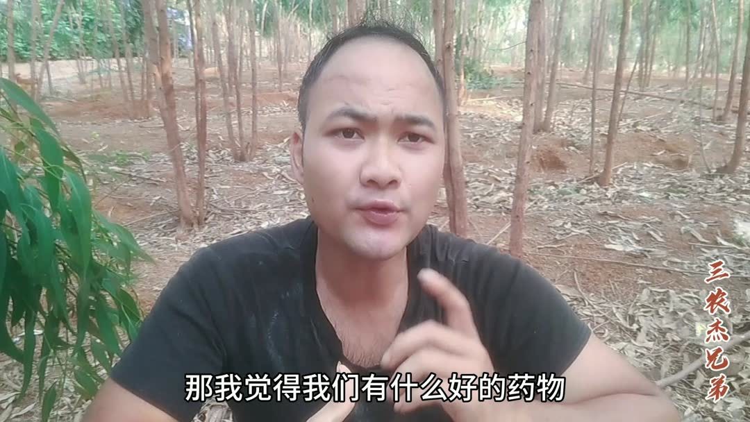 养殖解刨看鸡病,肾传染性支气管炎,简单清晰没养鸡都看得懂