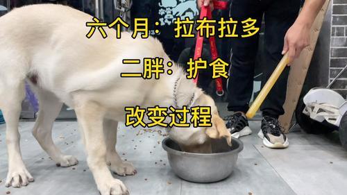 狗狗护食主人要强力压制!发展到敢咬人主人痛苦狗狗更痛苦