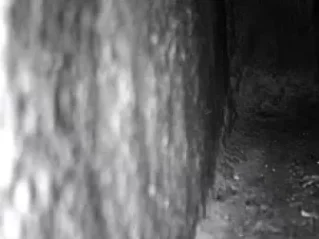 养殖场桂河智能连续捕鼠器捕鼠合集