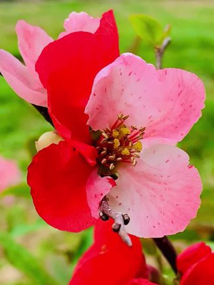 ...#好看的花一定要分享给你 #满屏春天愿你一路繁花 #你像花儿一样很...