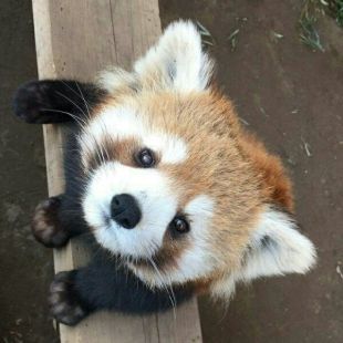 仰头拍照365度无死角的小能 
