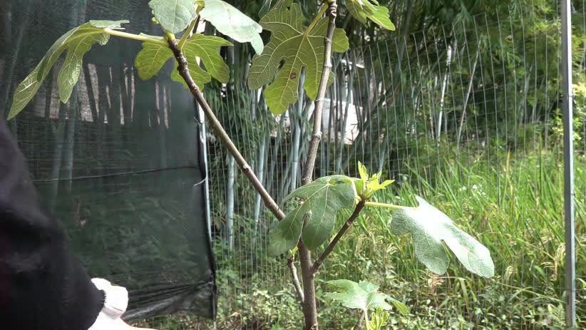 现在的无花果有没有修剪都要补肥