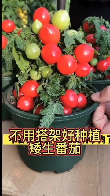 不用搭架好管理,它就是可当花看的矮生番茄
