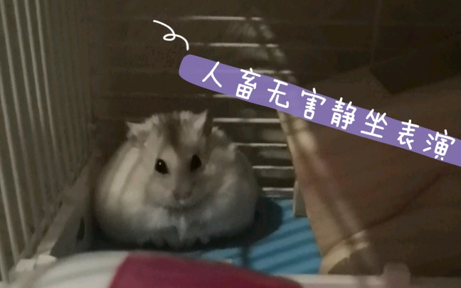 【仓鼠】日记0417~凌晨1:30我居然观察了它半个小时