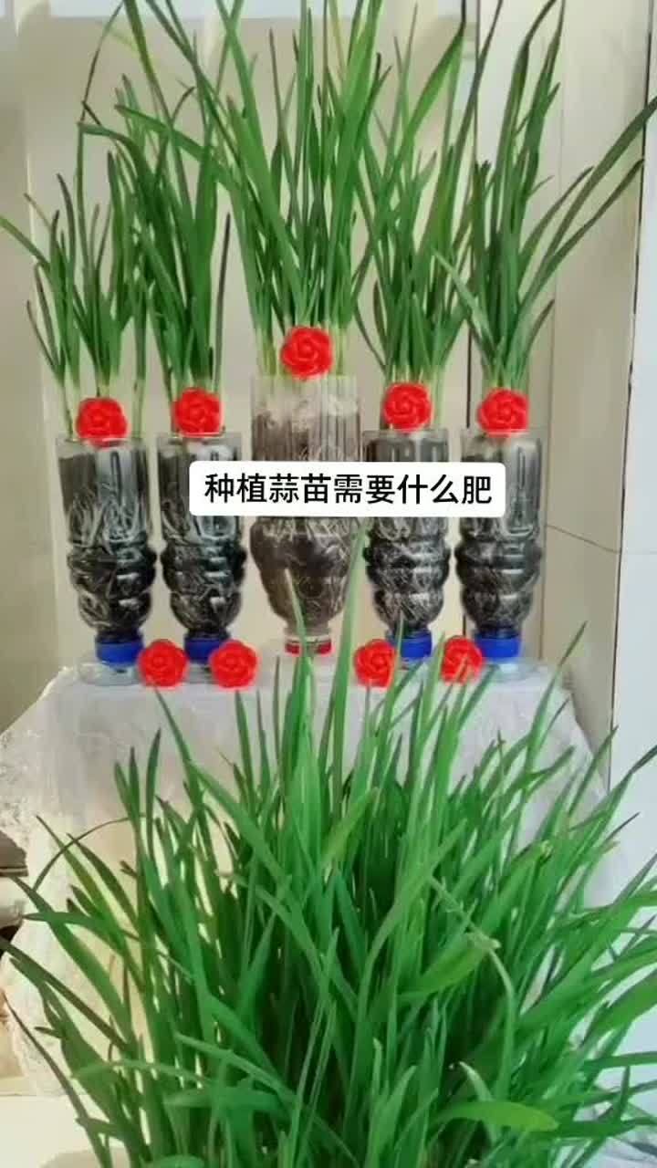 种植小技巧 种植蒜苗 水培大蒜 阳台种菜 我要...