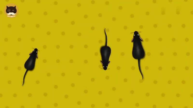 逗猫视频(给猫看的视频)——模拟抓老鼠