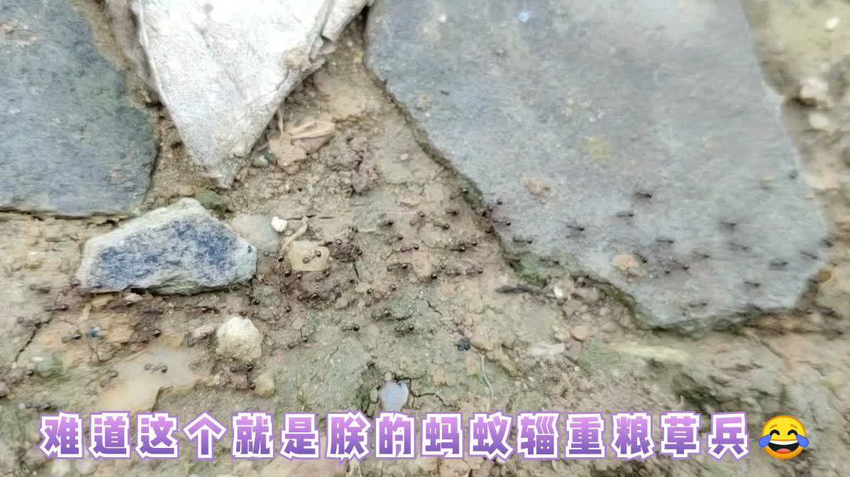 发现蚂蚁大军,整排爬行在路上,这么庞大简直是百万大军啊!