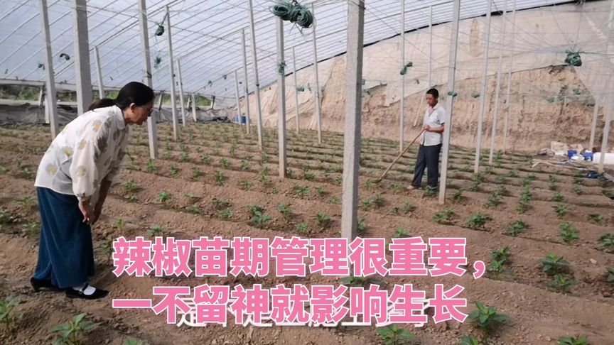 大棚蔬菜辣椒种植技术,辣椒苗期管理很重,看看菜农怎么说