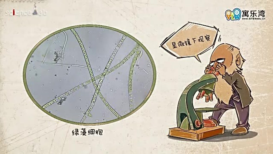 使用高倍显微镜 观察几种细胞