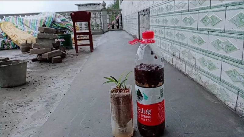 测试一下用松树皮泡水给兰花浇水效果这样。
