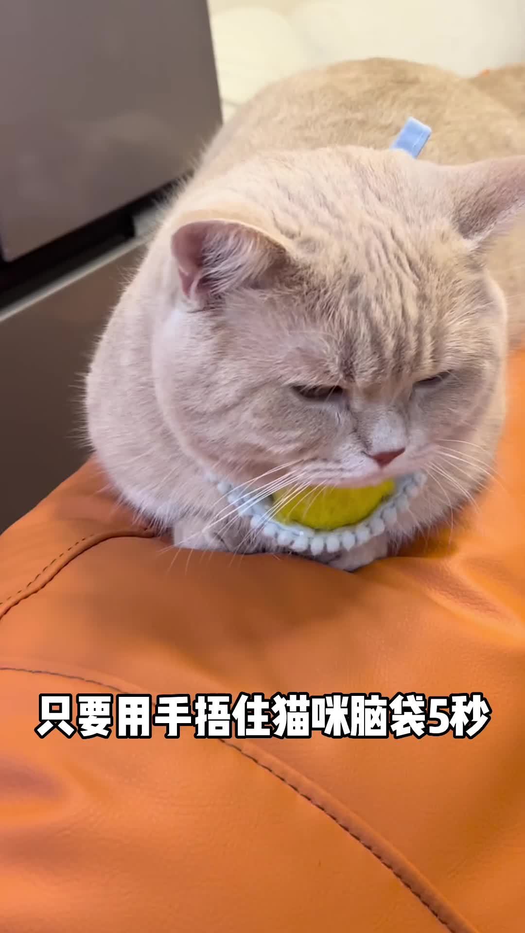 猫咪信任度测试。只能说月亮还是我的好宝,另外一个随便吧
