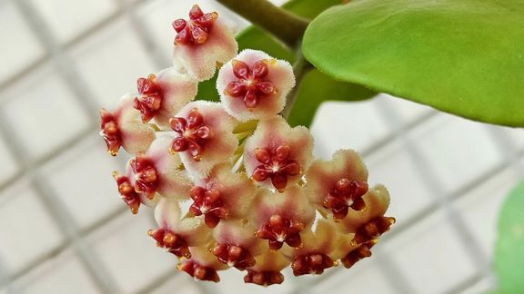 阳台养花,各种花儿竞相开放,闻香、赏花、拍花来个大合集。