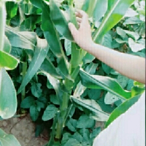 周小右 