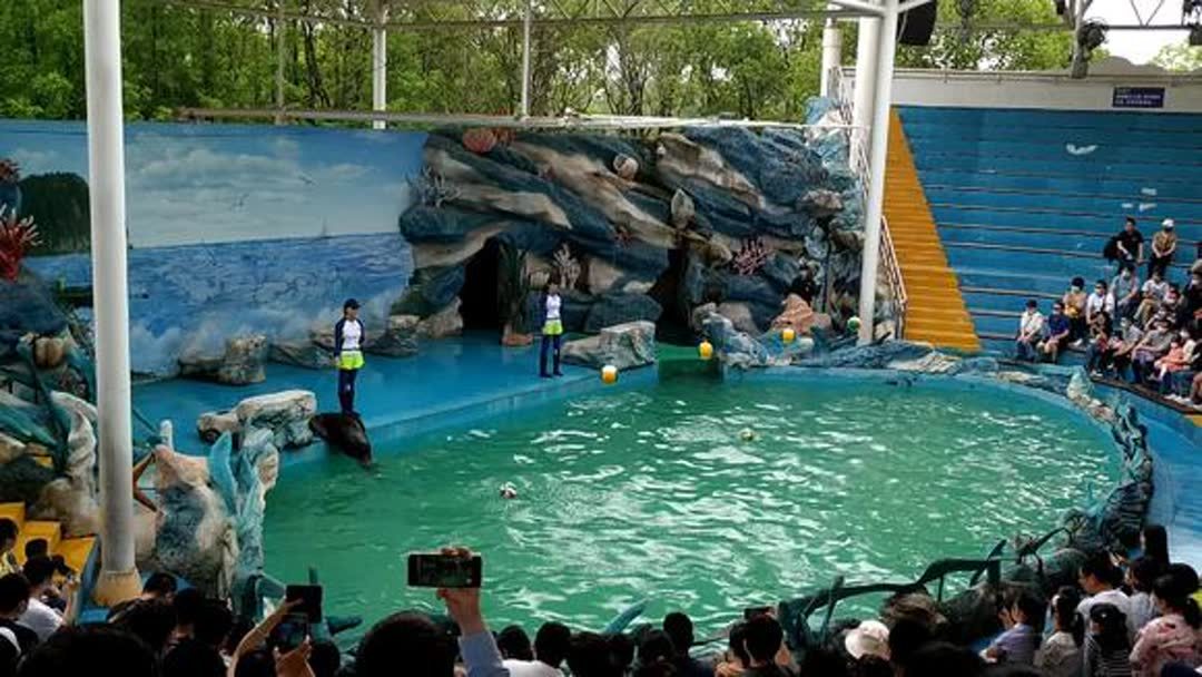 带大家看看上海野生动物园,看看海狮表演怎么样?带小孩的好去处